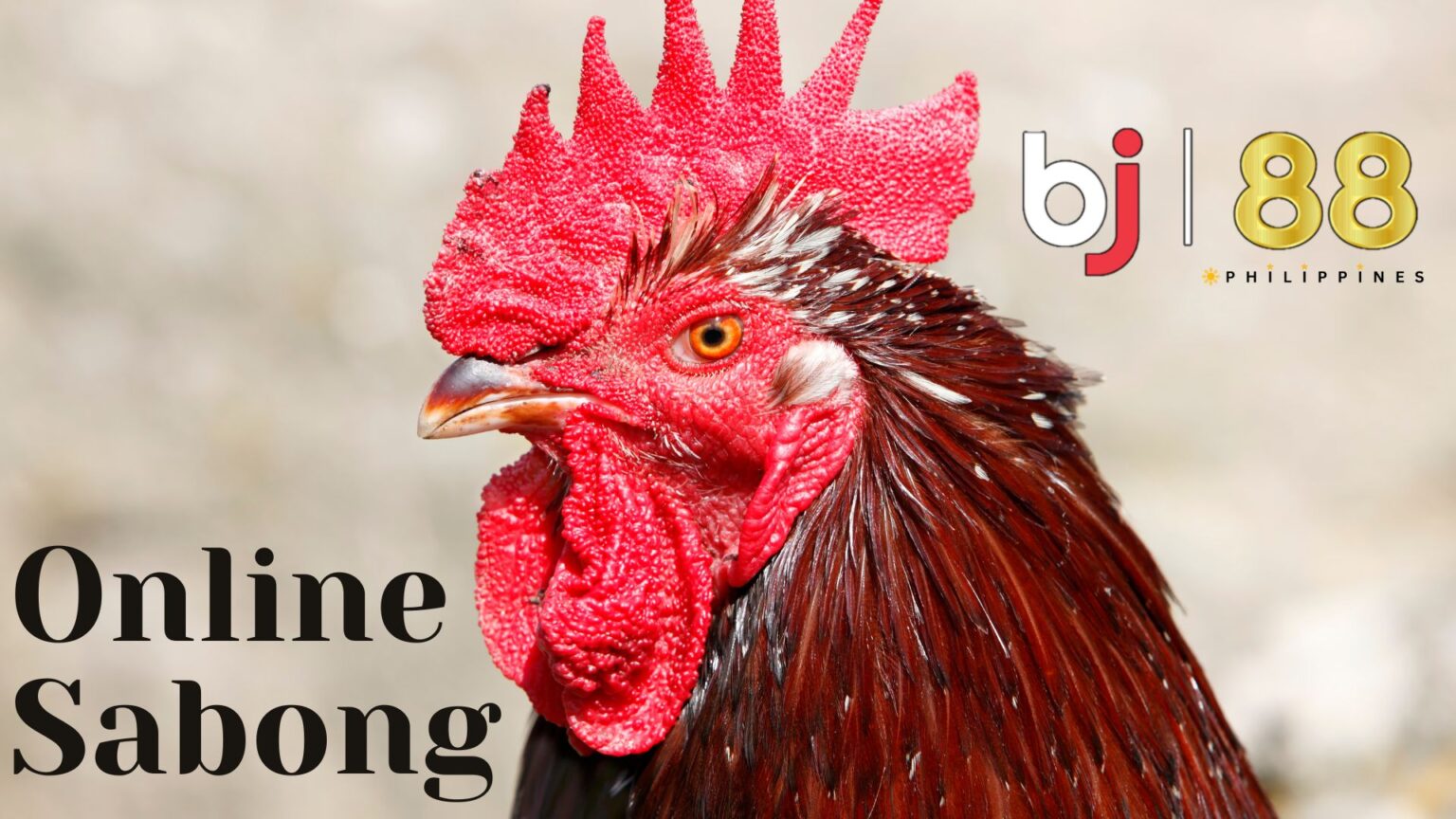 Become a Sabong Betting Champion with BJ88 Philippines' Proven ...