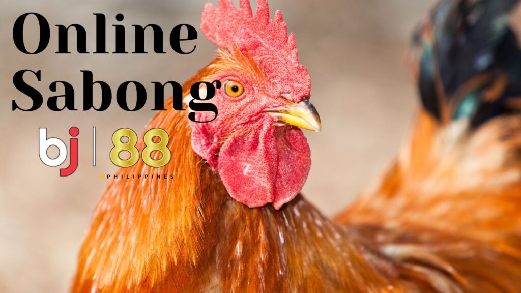 Explore the Sabong Betting Odds at BJ88 Philippines: Understand the ...