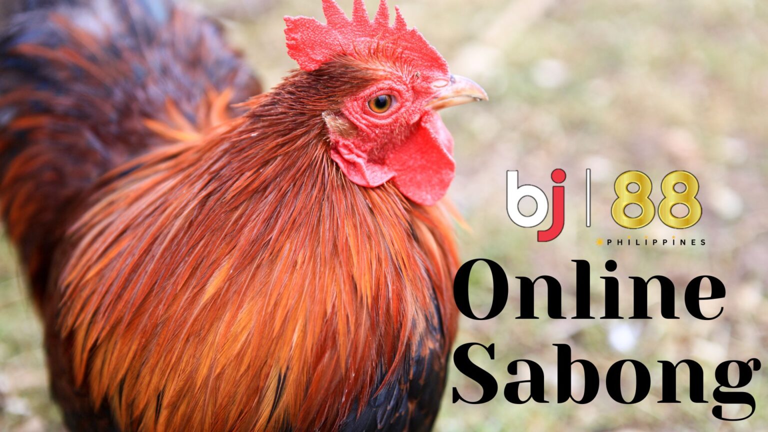 Unravel the Mysteries of Sabong Rooster Breeds: Choose the Right ...