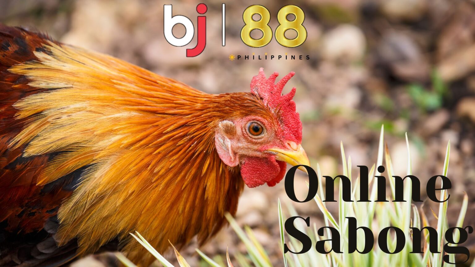 Experience the Electrifying Atmosphere of Sabong from Your Screen with BJ88 Philippines ...